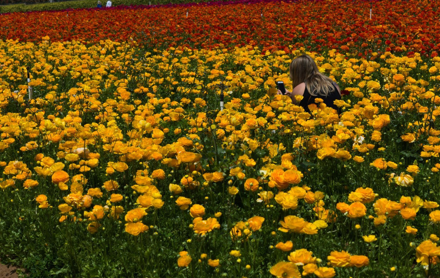 Destination — Carlsbad Flower Fields - Terry Ambrose