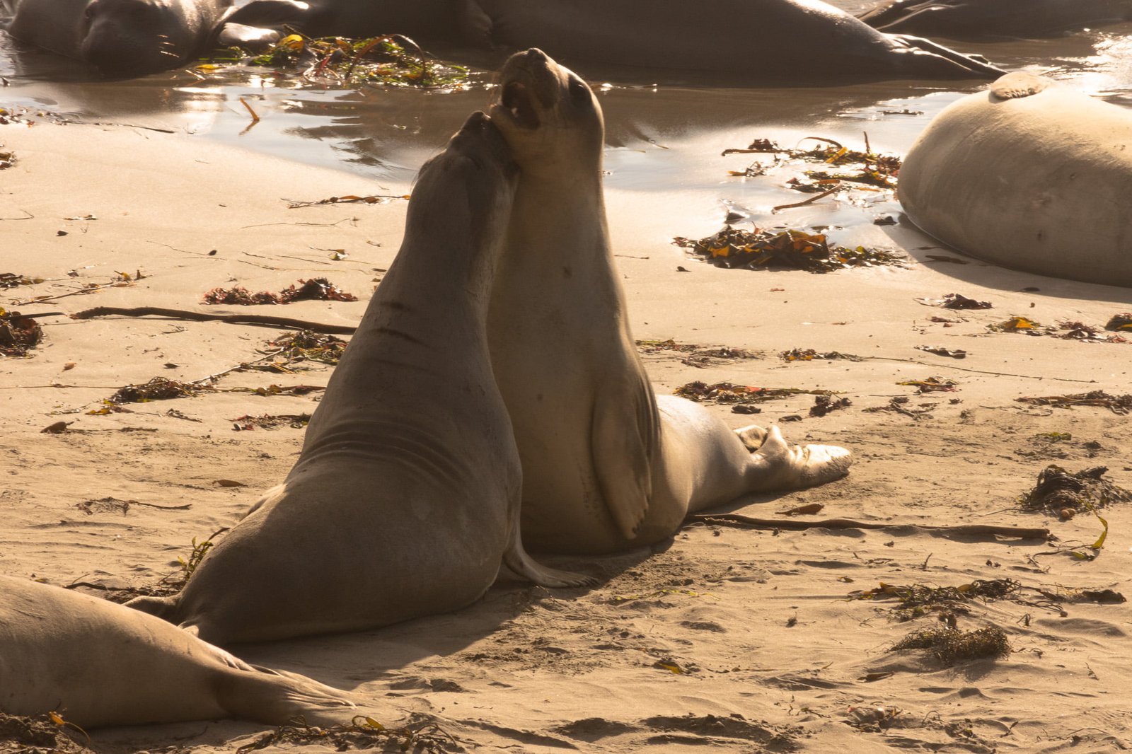 The elephant seal rookery at Point Piedras Blancas