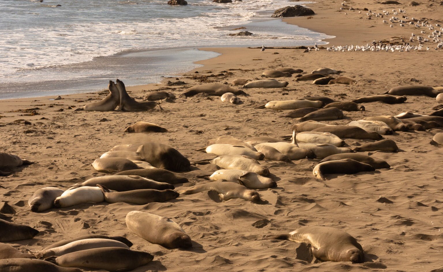 The elephant seal rookery at Point Piedras Blancas
